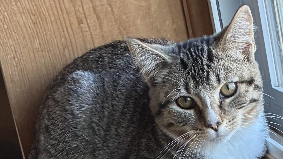 Grant County Friends of the Shelter: A Safe Home for Animals | Haus & Home